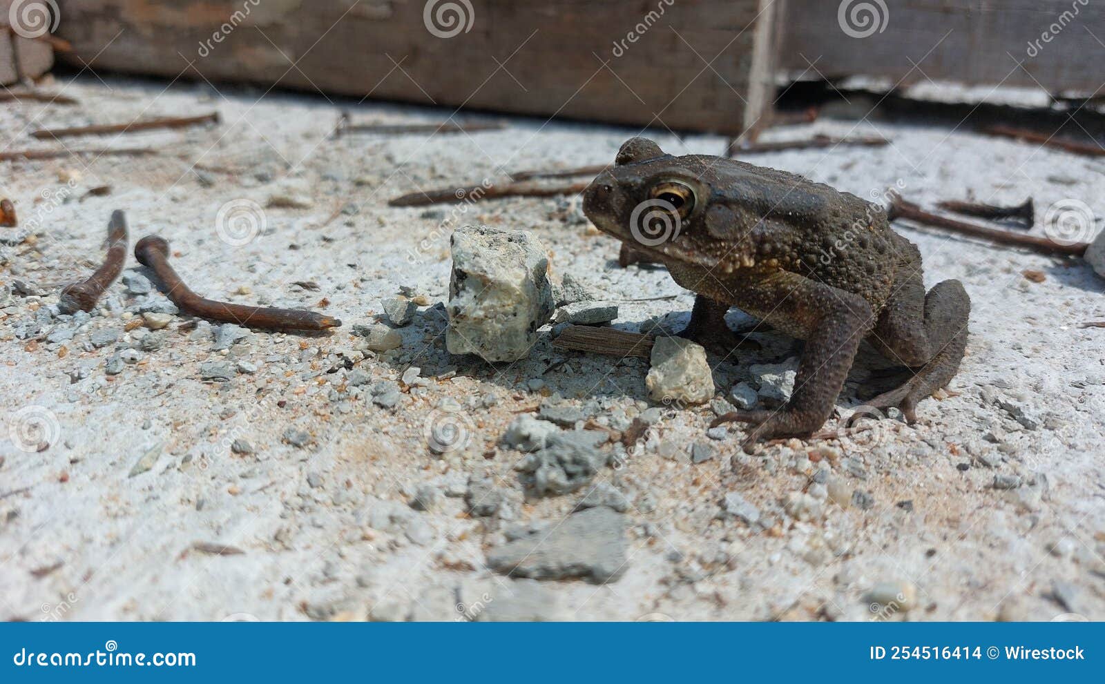 Closeup of a Common Toad on a Stone Surface Stock Photo - Image of ...