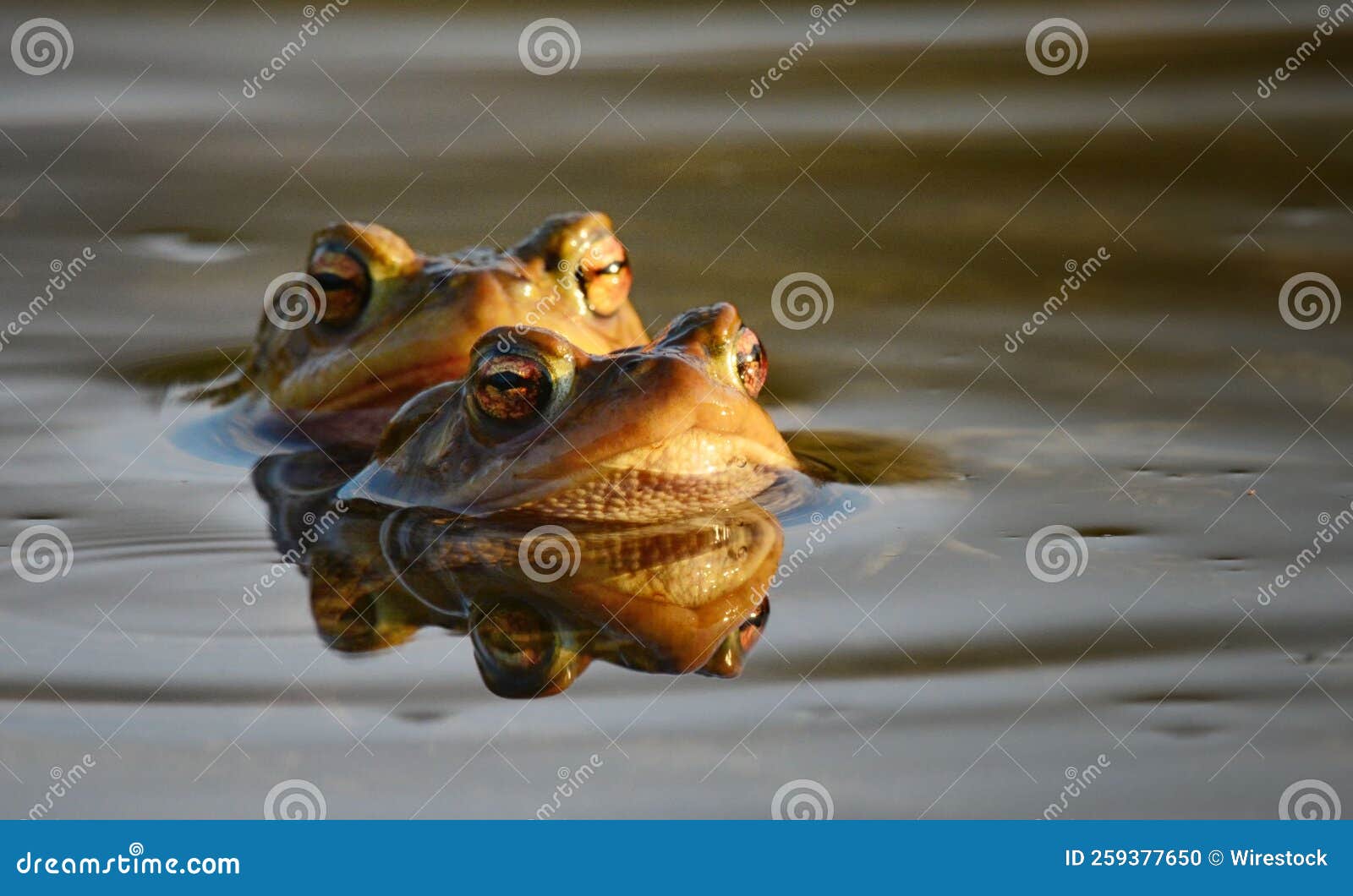 Closeup of Common Toads in the Water with Its Head Up Stock Photo ...