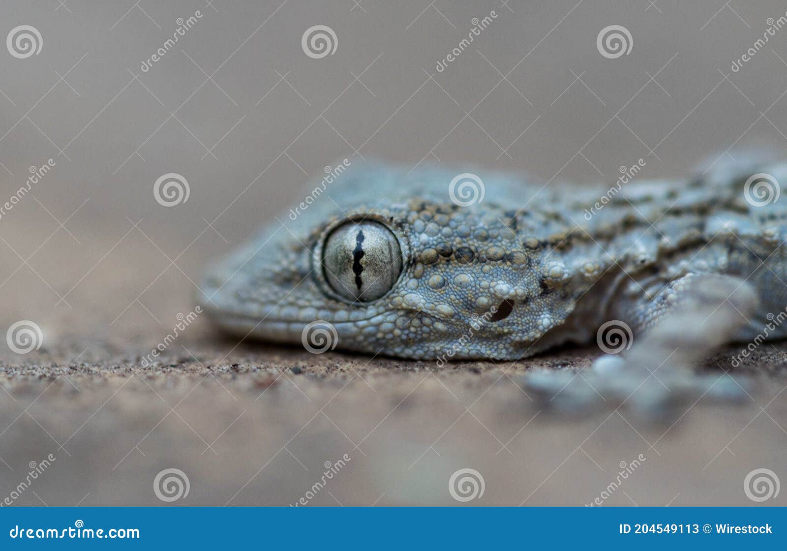 Closeup of a Common Wall Gecko Crawling on a Limestone Wall in Malta ...