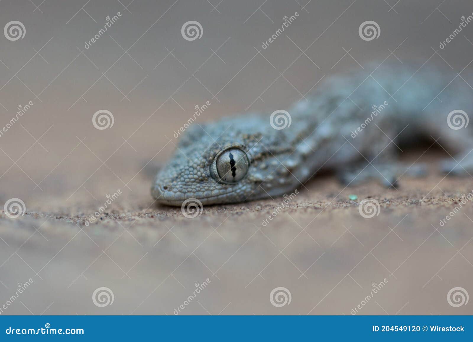 Closeup of a Common Wall Gecko Crawling on a Limestone Wall in Malta ...