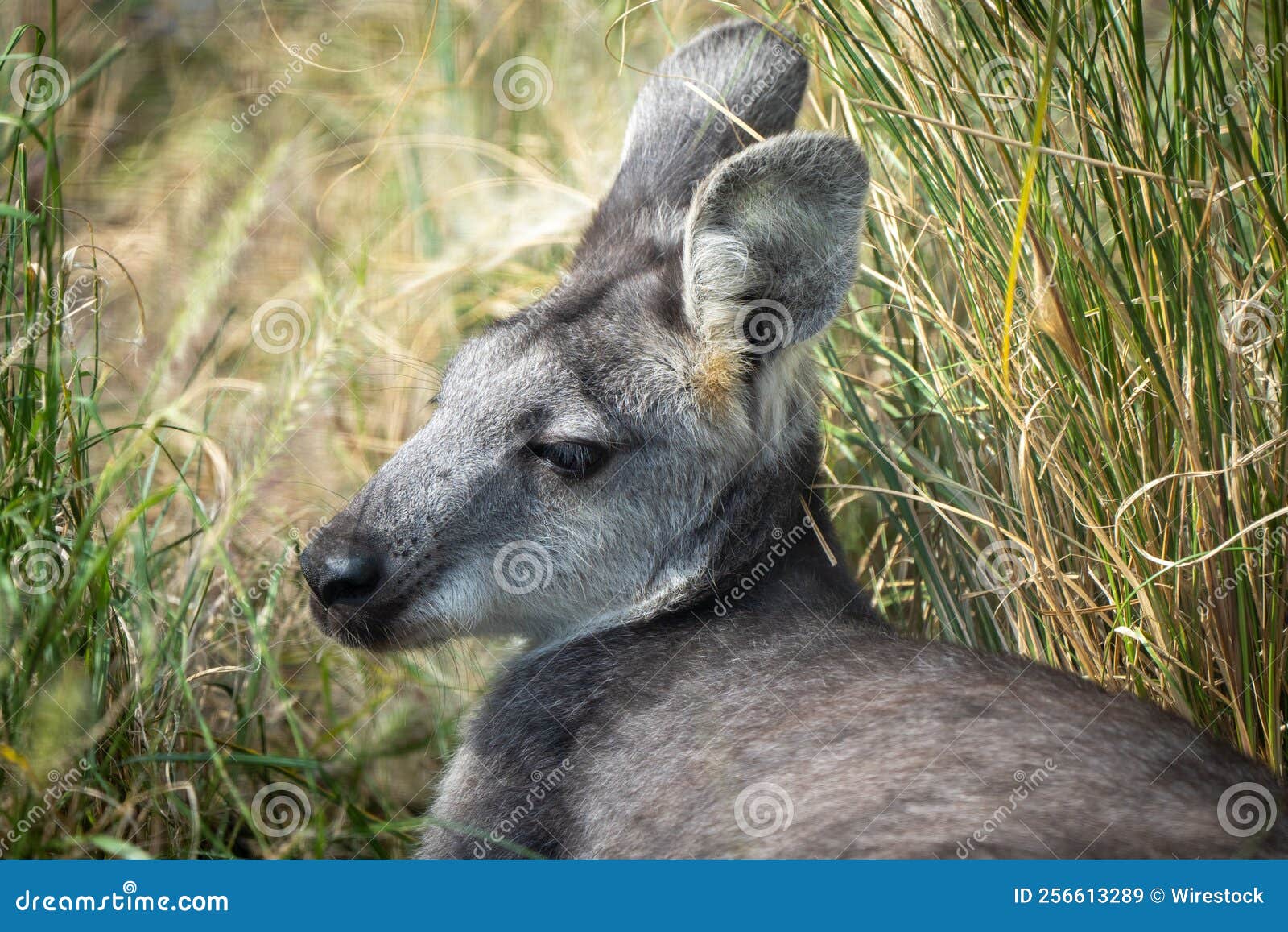 Closeup of a Common Wallaroo Looking Around in the Nature Stock Image ...
