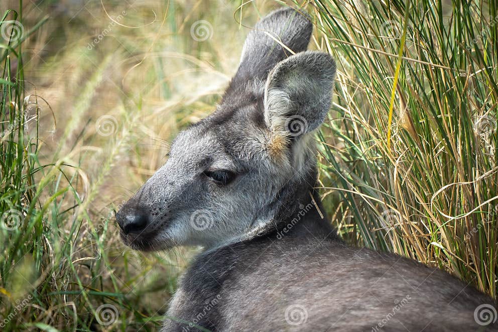 Closeup of a Common Wallaroo Looking Around in the Nature Stock Image ...