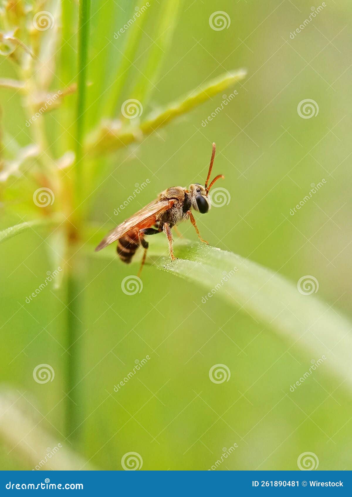 Closeup of a Common Wasp Isolated on a Green Grass Stock Image - Image ...