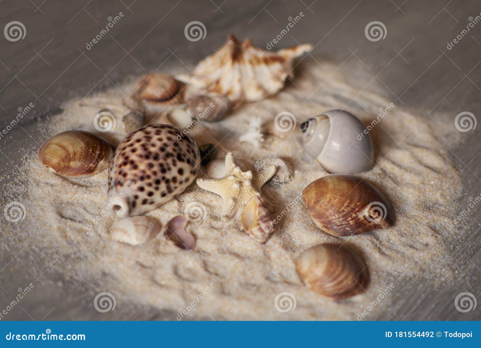 Composition Of Exotic Sea Shells And On A White Background, Top View ...