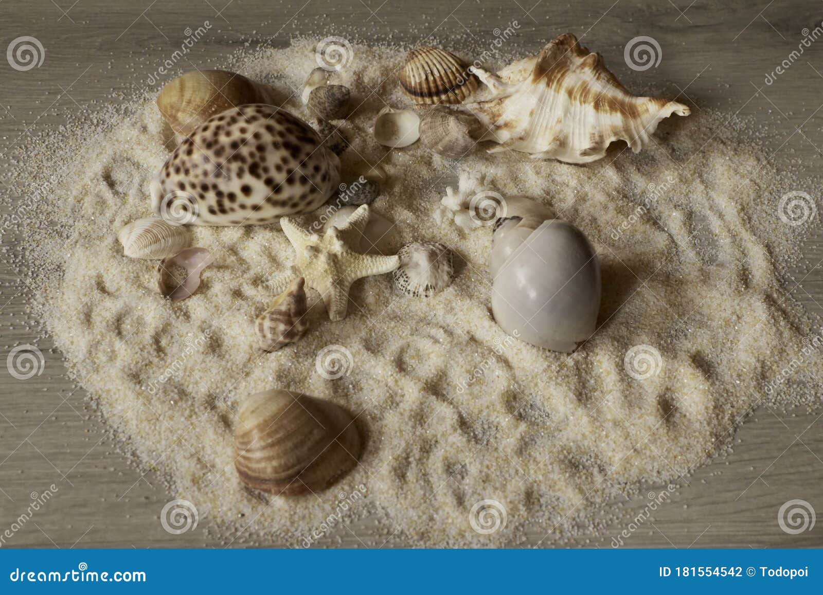 Composition Of Exotic Sea Shells And Starfish On A Blue Background ...