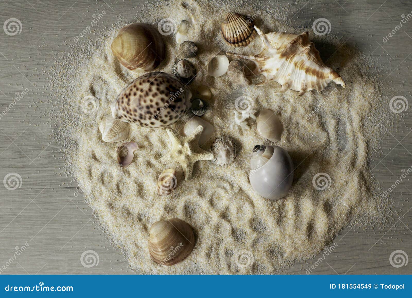 Composition Of Exotic Sea Shells And On A White Background, Top View ...