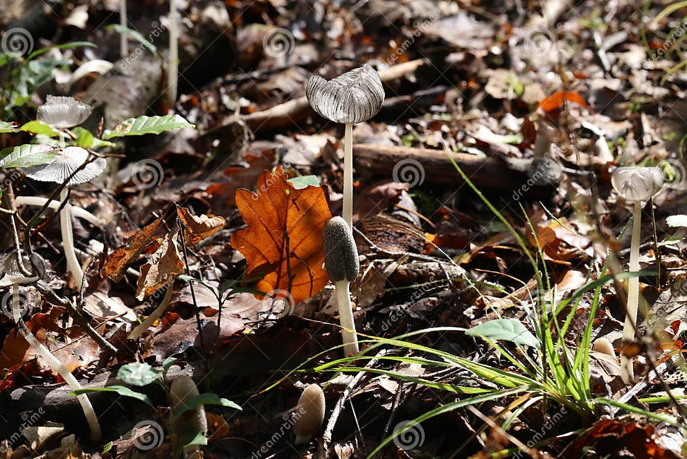 Closeup of Concave Translucent Mushrooms in a Forest Under the Sunlight ...
