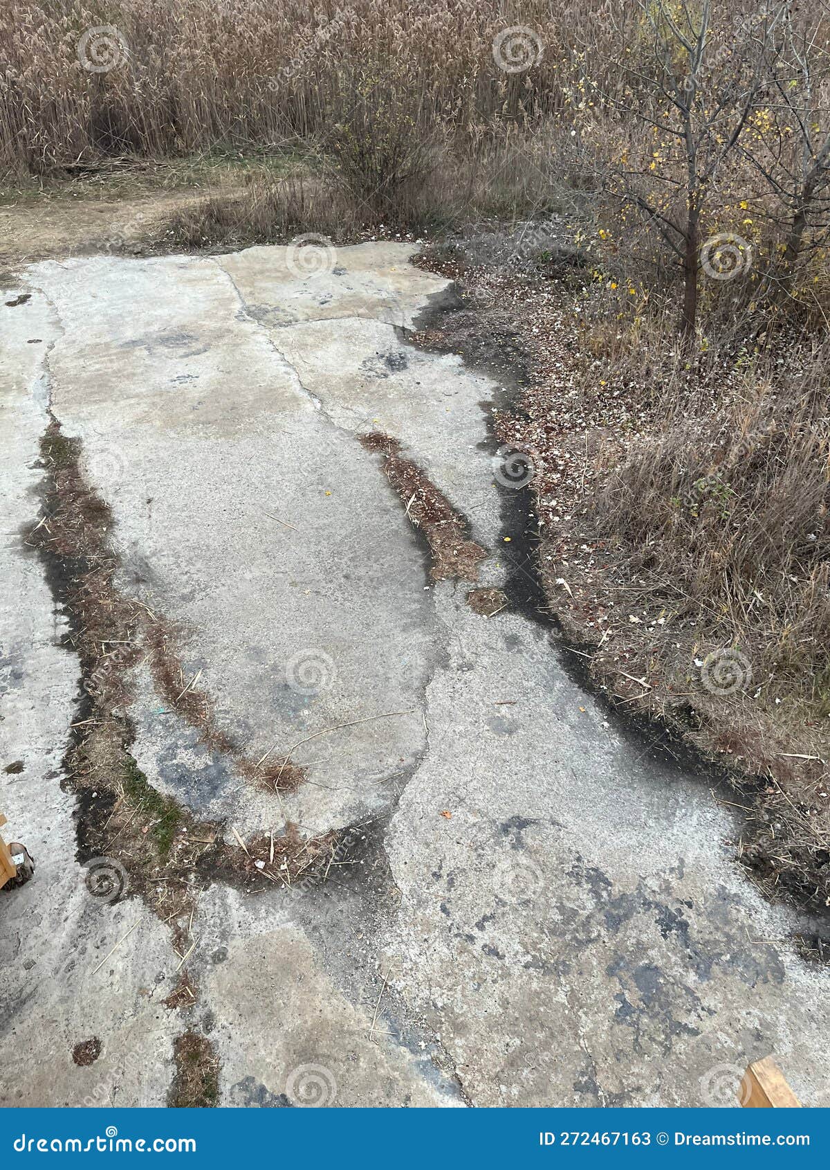 Closeup of Concrete Slabs with Dried Plants Around Stock Image - Image ...