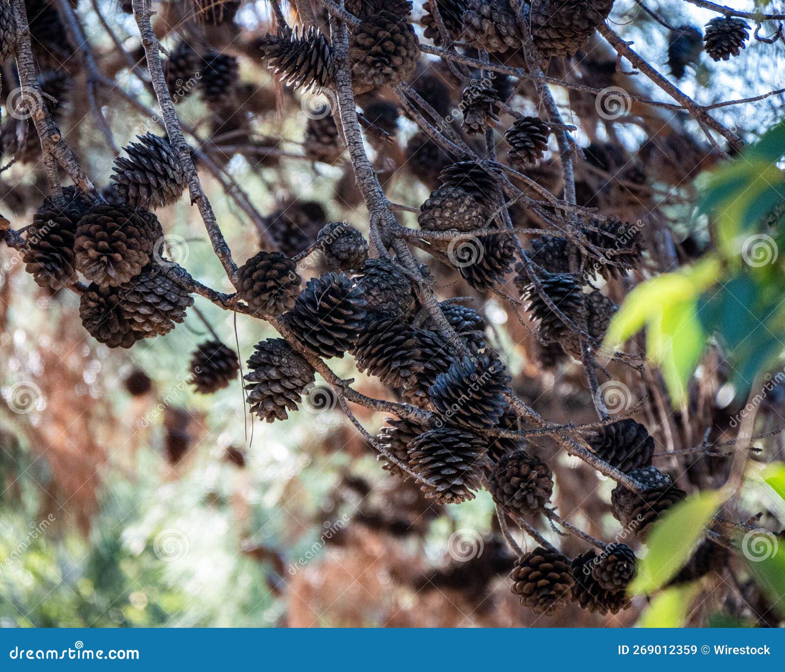 Closeup of cones on trees stock image. Image of growth - 269012359