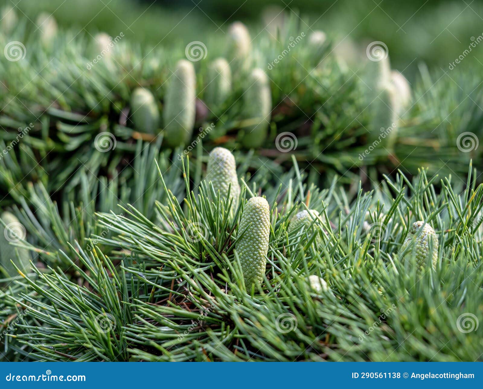 Closeup Of Weeping Wound, Thermal Burn, Trophic Ulcer On Female Leg ...