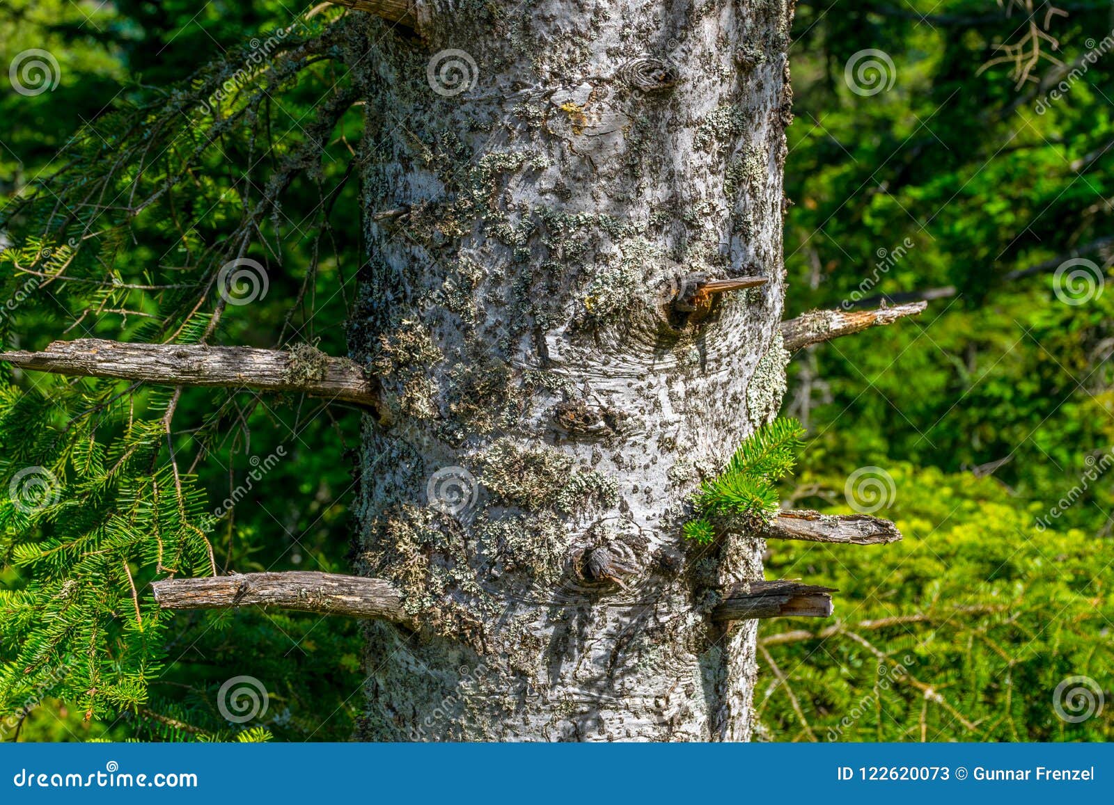 Closeup of a Conifer Tree Trunk Segment with Short Thick Spiky Branch ...