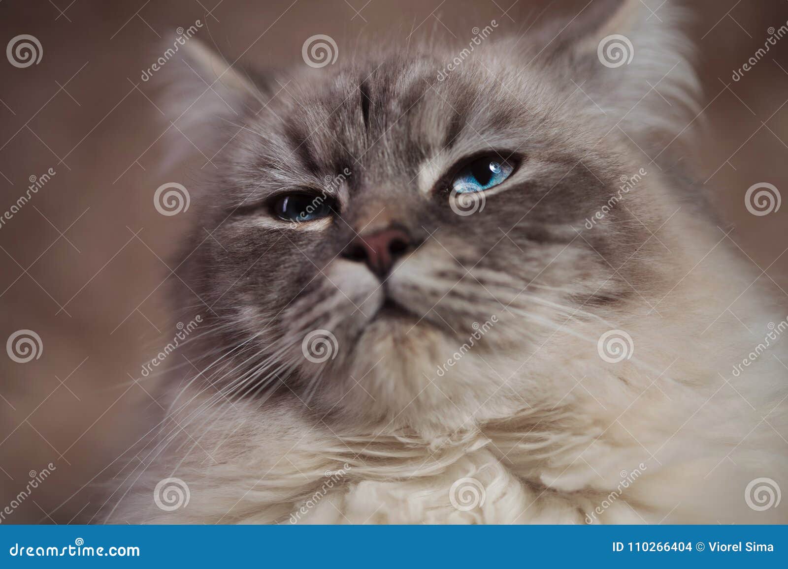 Closeup of a Cool Arrogant Looking Cat Stock Photo - Image of animal ...