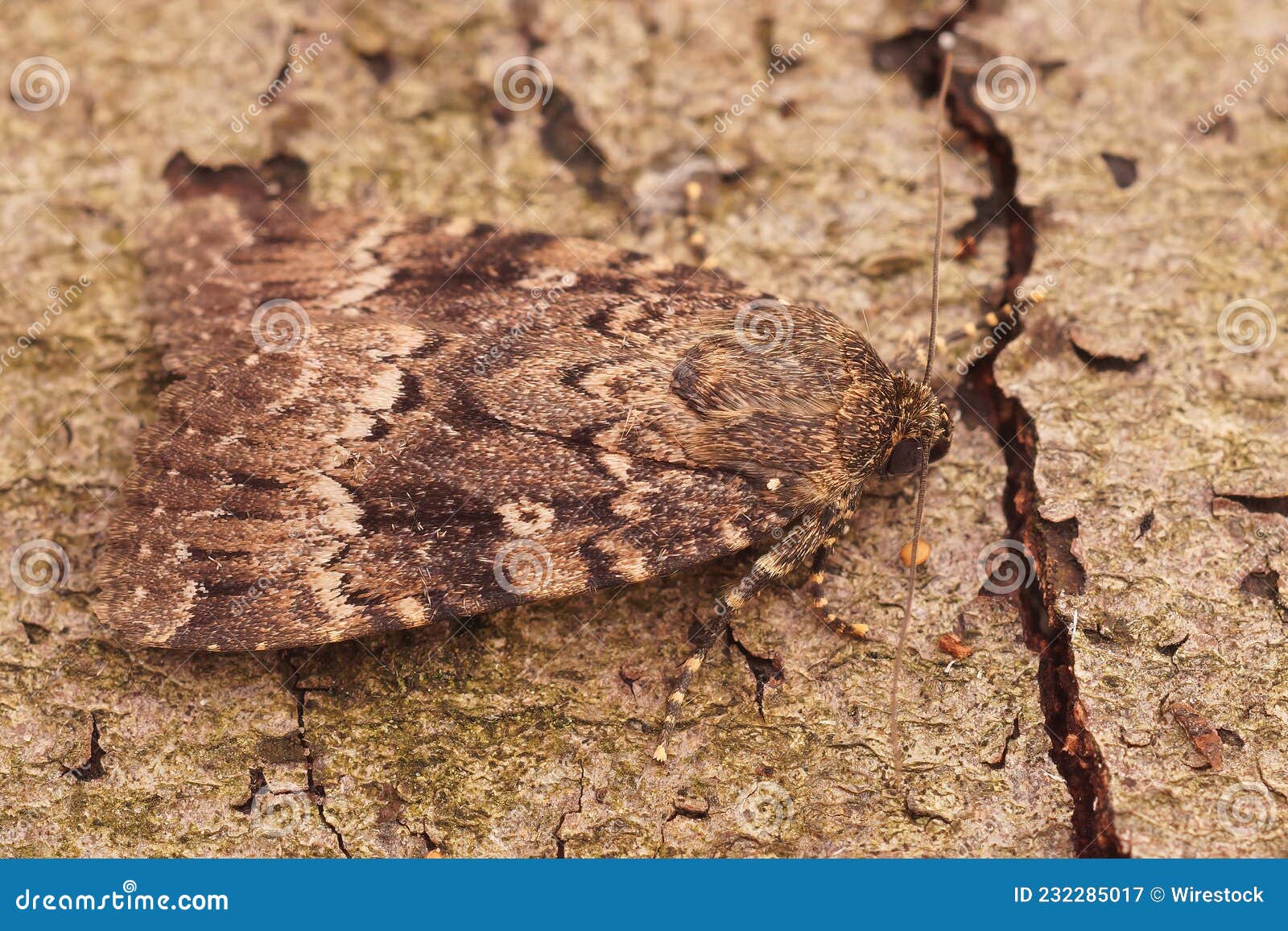 Copper Underwing Moth, Amphipyra Pyramidea Royalty-Free Stock ...