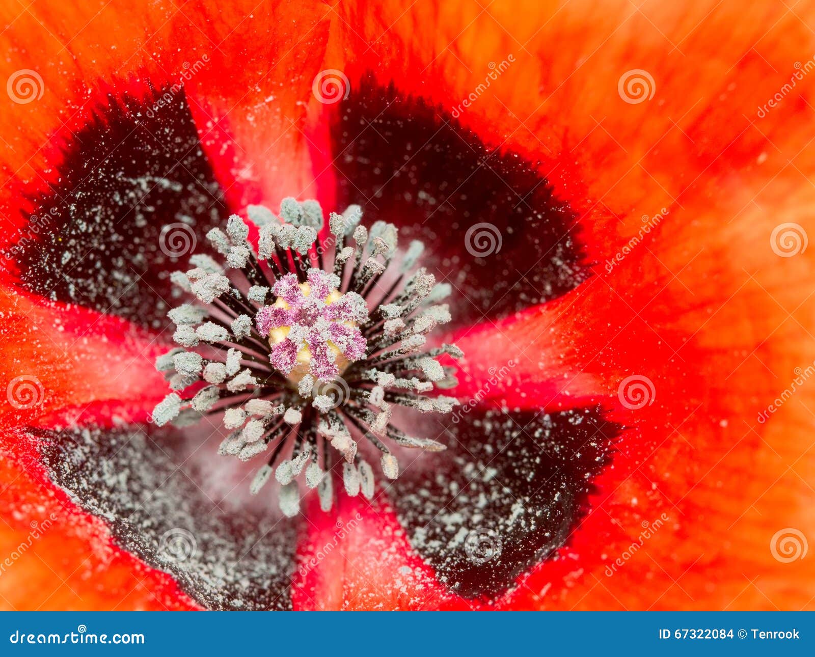 Closeup of the Core of a Blossoming Red Poppy Stock Photo - Image of ...