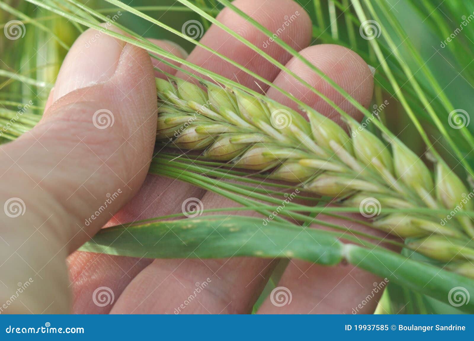 Closeup of corn barley stock image. Image of cereal, food - 19937585