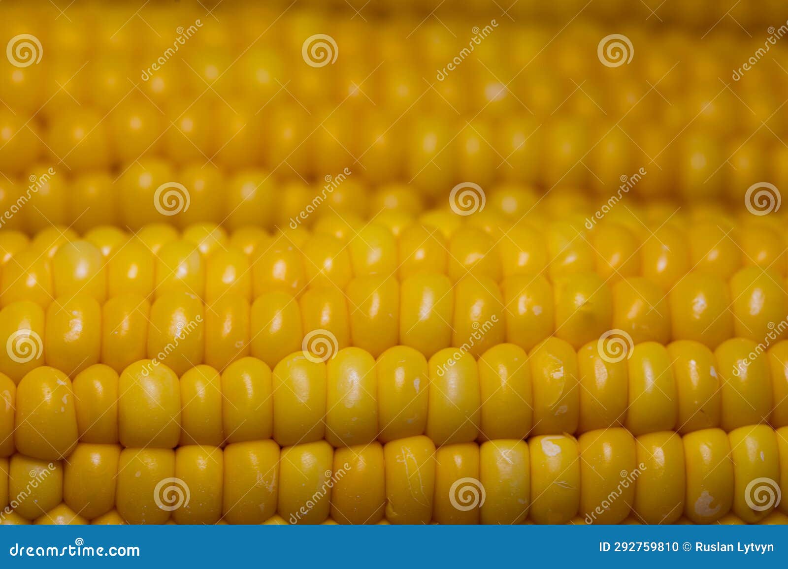 Closeup of Corn Cob, Corn Textured Background Stock Photo - Image of ...