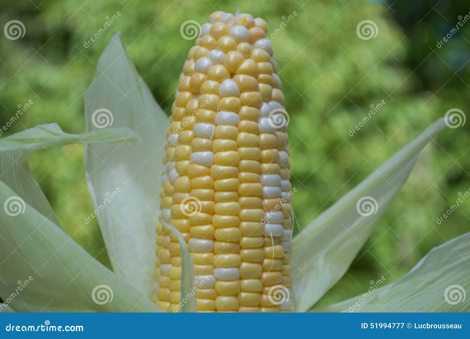 Closeup corn on the cub stock image. Image of farm, color - 51994777