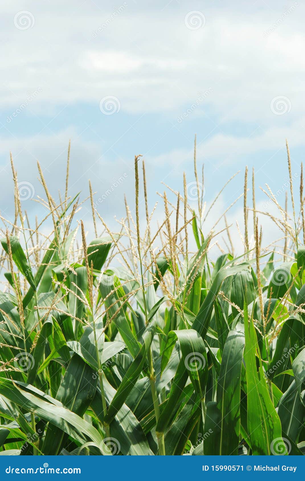 Closeup Corn Field Shallow DOF Stock Image - Image of grow, field: 15990571