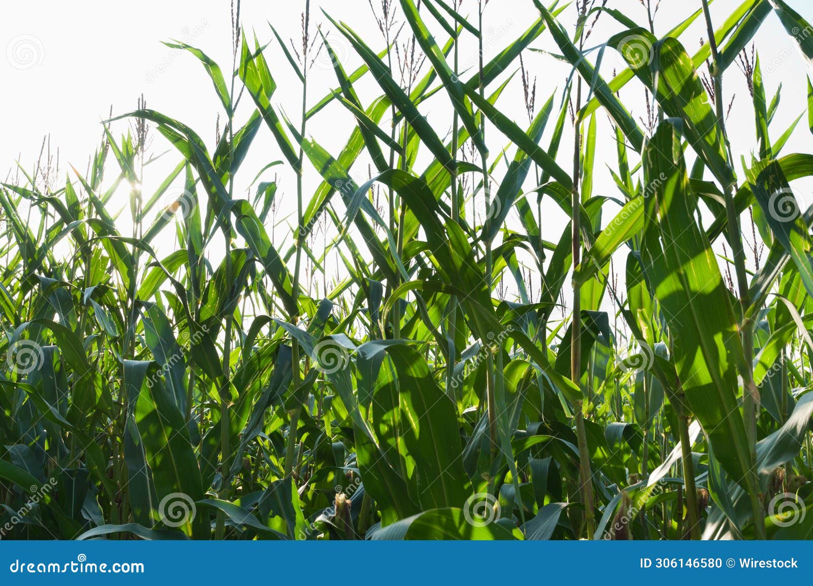 Closeup of a Corn Field (Zea Mays) in Germany Stock Photo - Image of ...