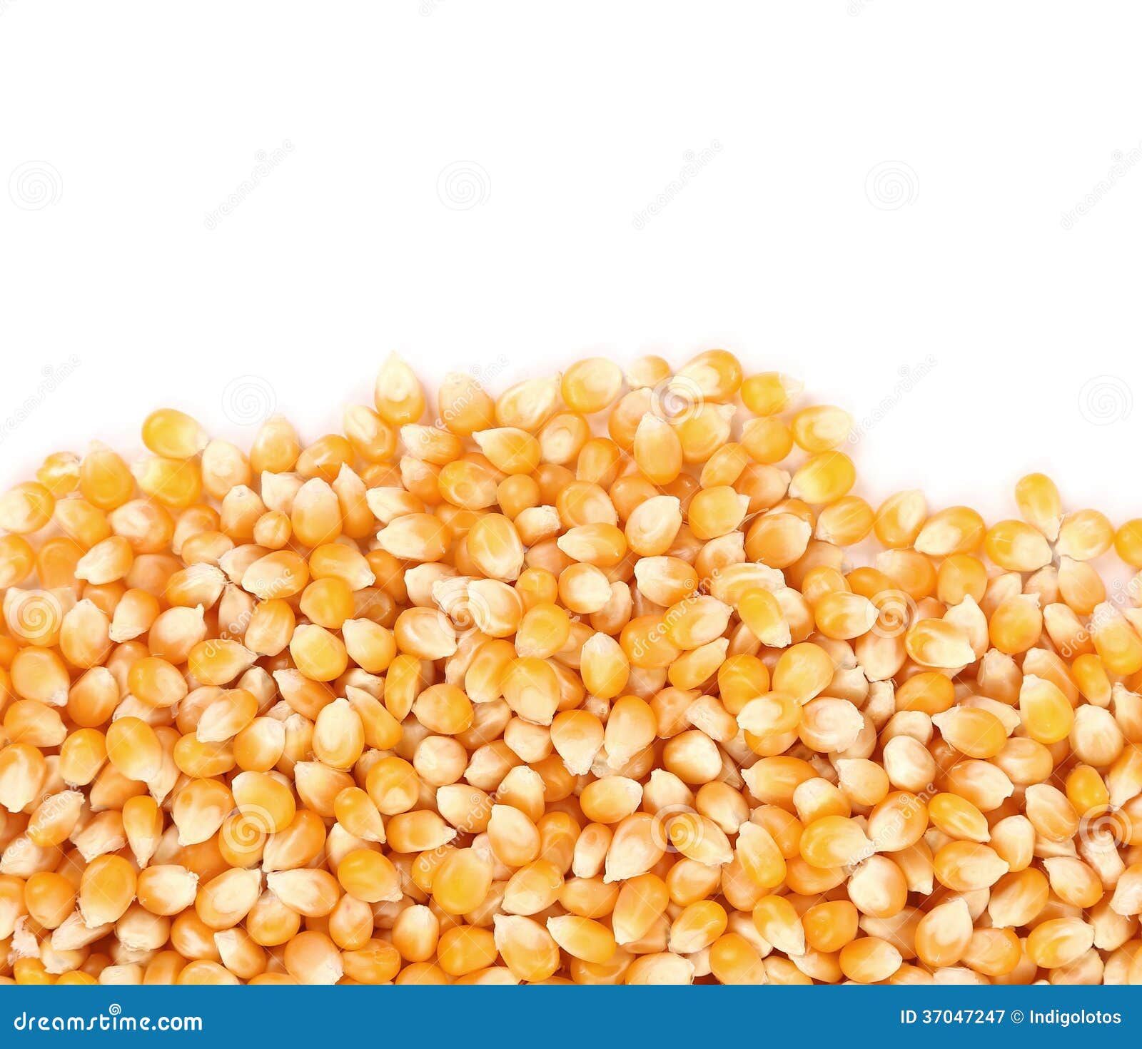Closeup of corn grains. stock image. Image of healthy - 37047247