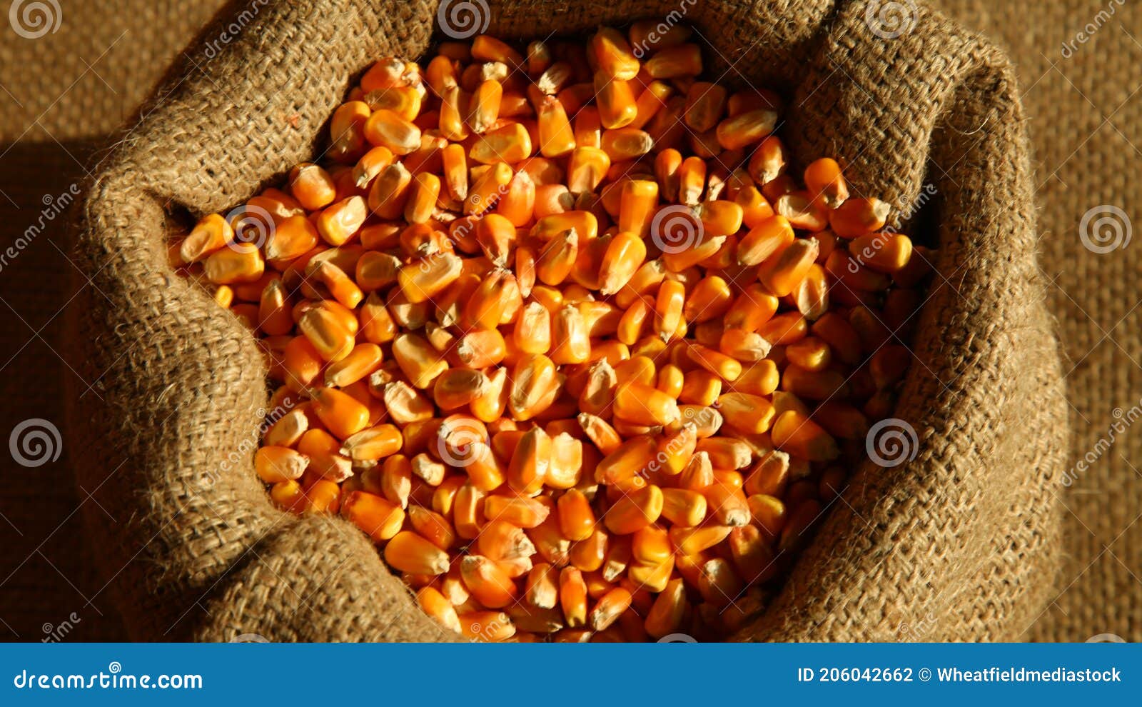 Closeup of Corn Kernels Inside Sack, Top View of Organic Crop Stock ...