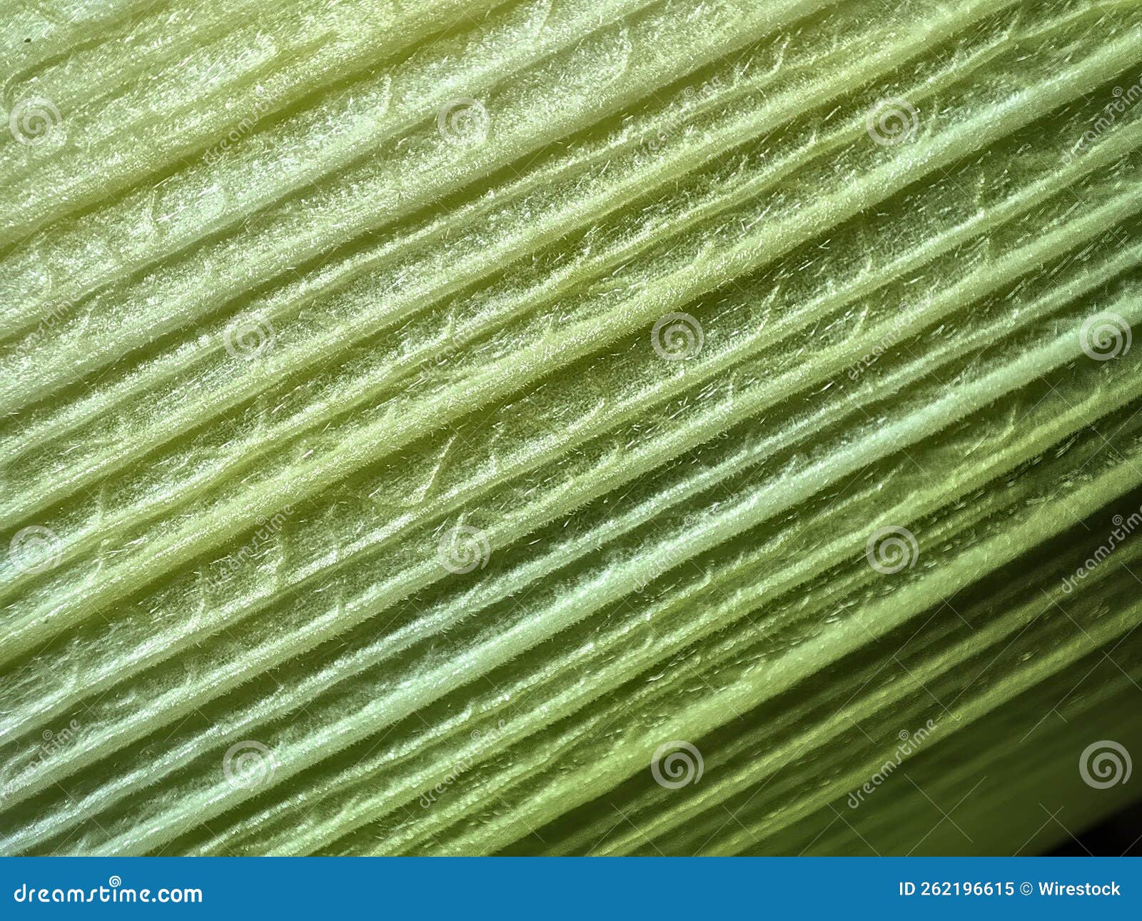 Closeup of a Corn Leaf - Maize Leaf Texture Background Stock Image ...