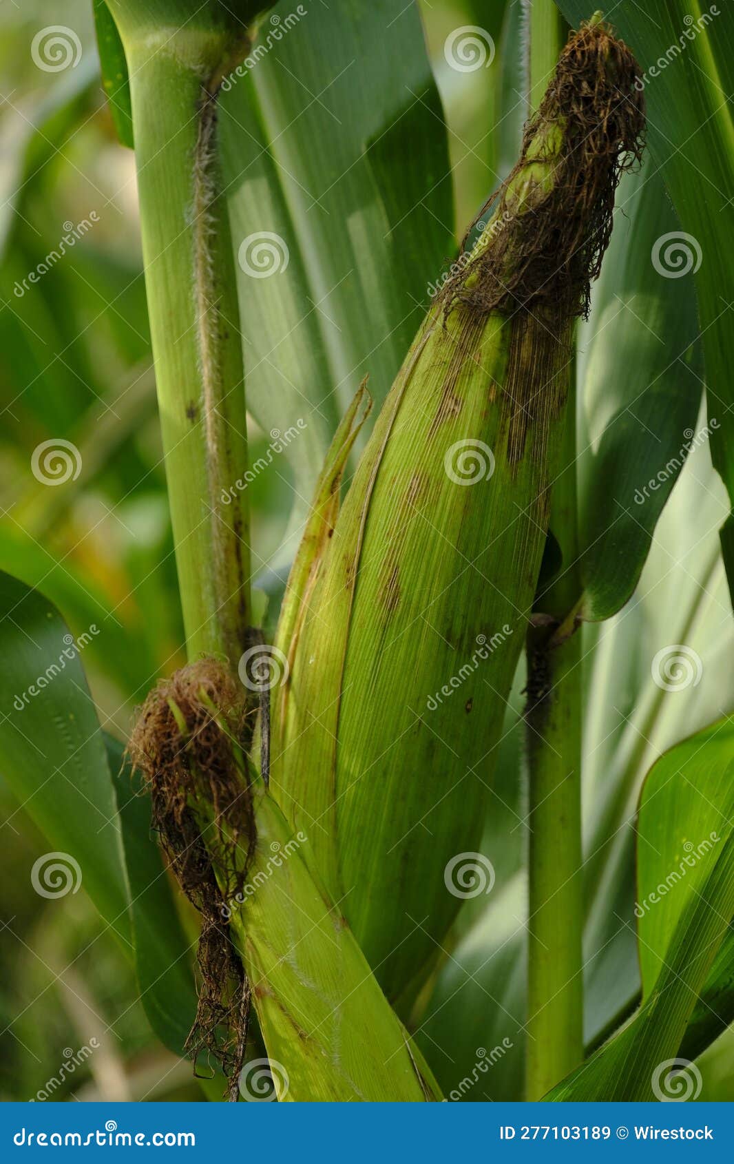 Closeup of a Corn Plant in a Green Field Stock Image - Image of corncob ...