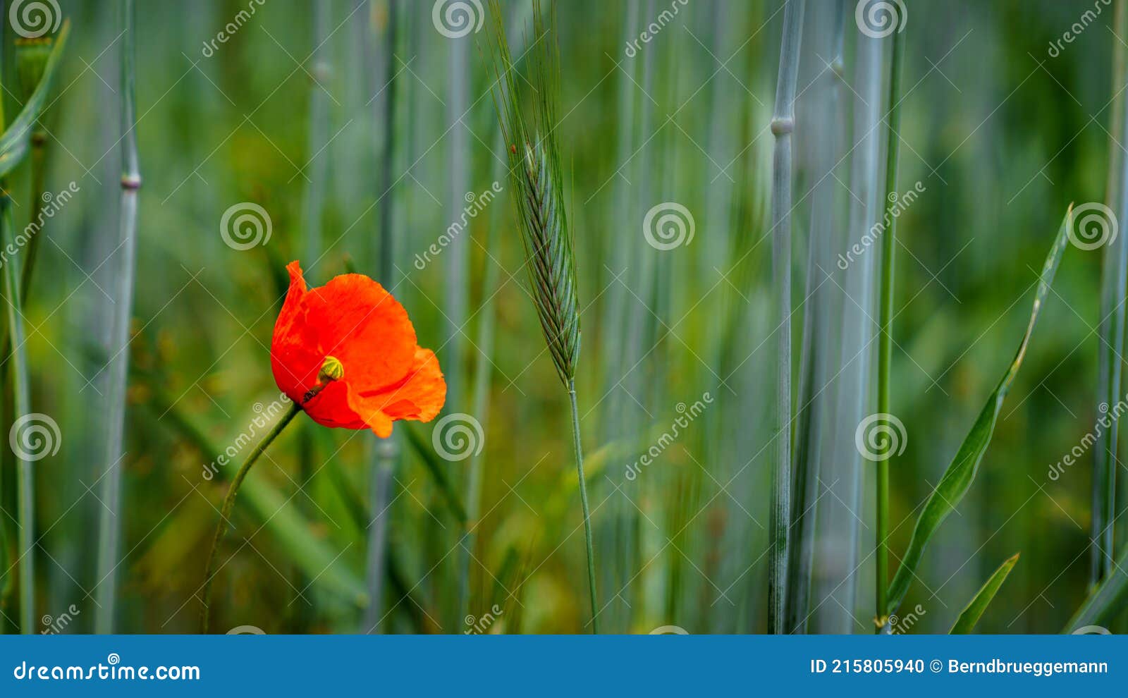 Closeup of a corn poppy stock photo. Image of color - 215805940