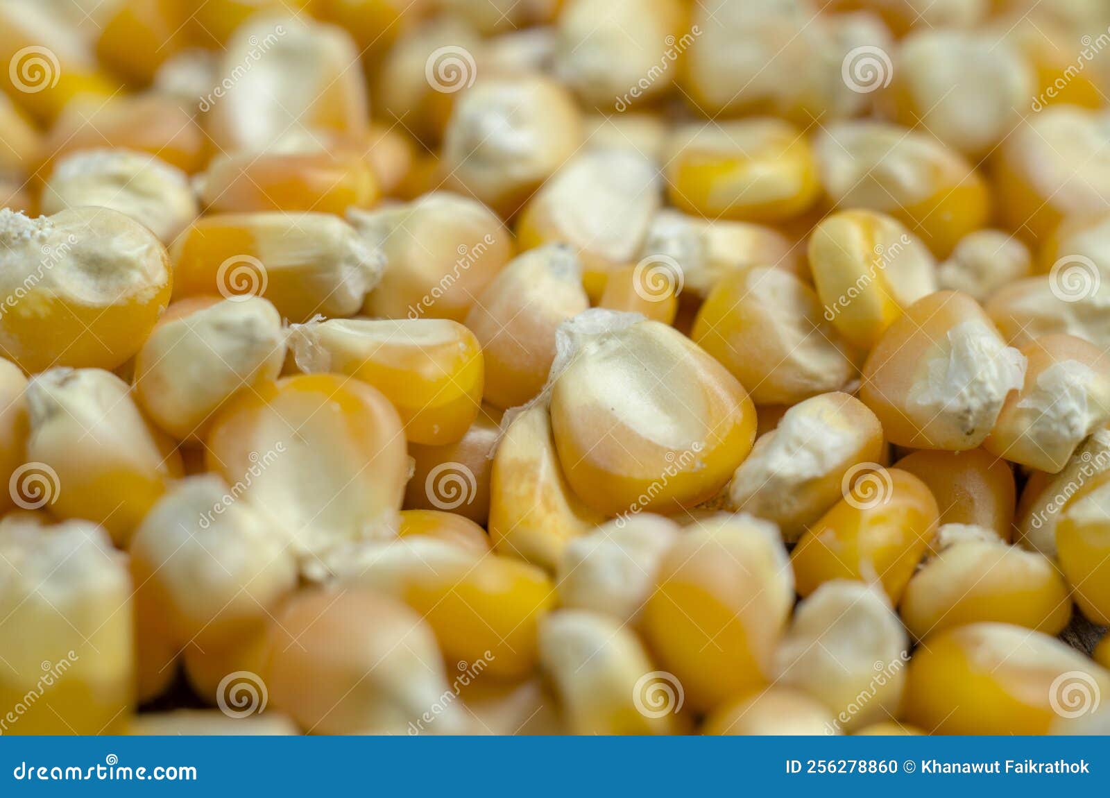 Closeup of corn seeds stock photo. Image of vegetarian - 256278860