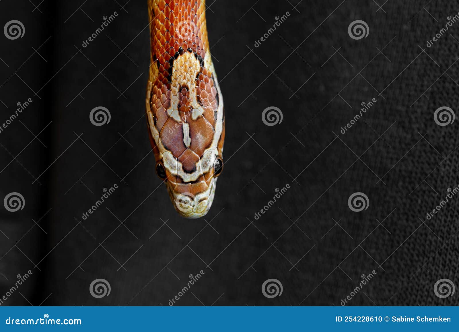 Closeup of an Corn Snake on Dark Background Stock Photo - Image of ...