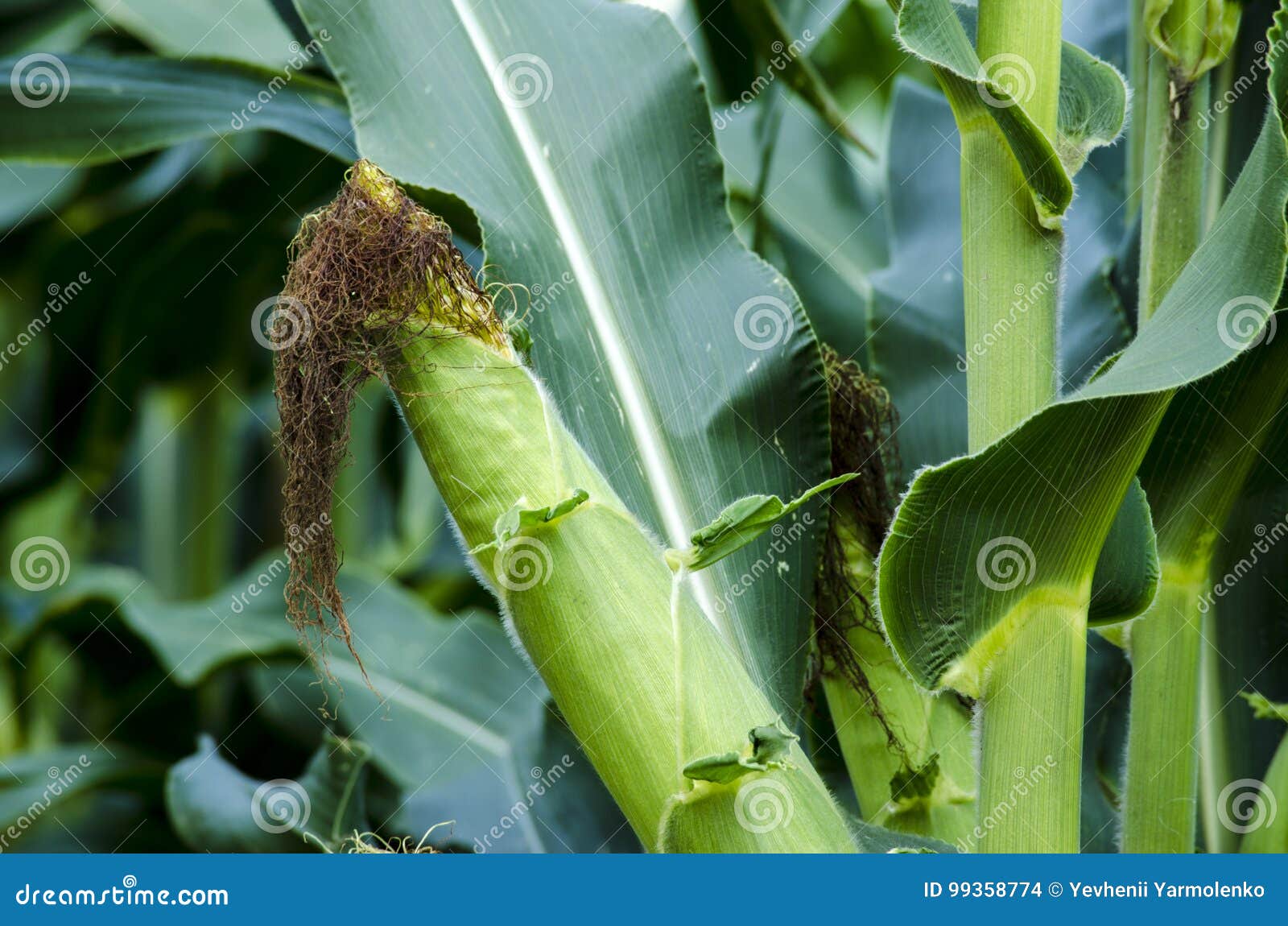 Closeup corn on the stalk stock photo. Image of garden - 99358774
