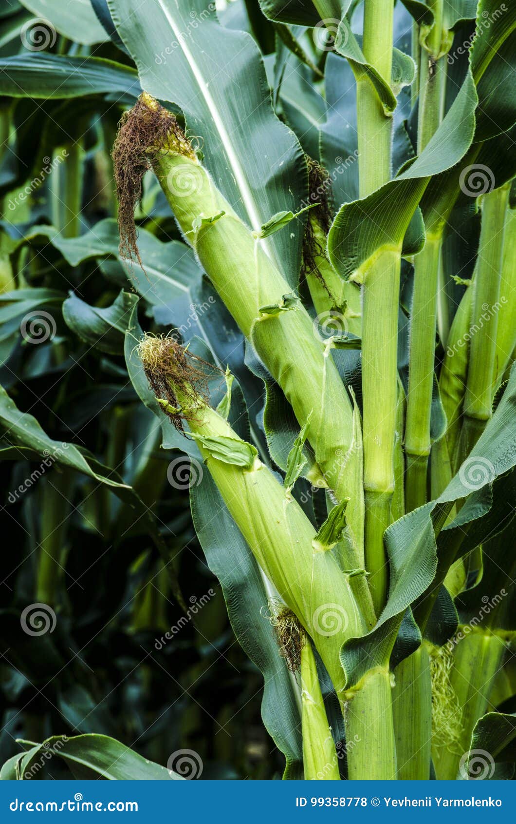 Closeup corn on the stalk stock photo. Image of closeup - 99358778