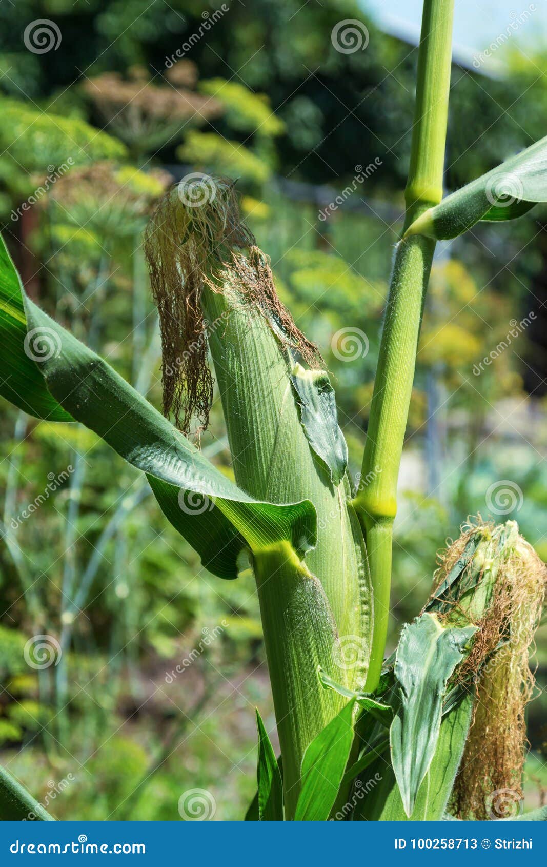 Closeup Corn on the Stalk in the Corn Field Stock Image - Image of ...