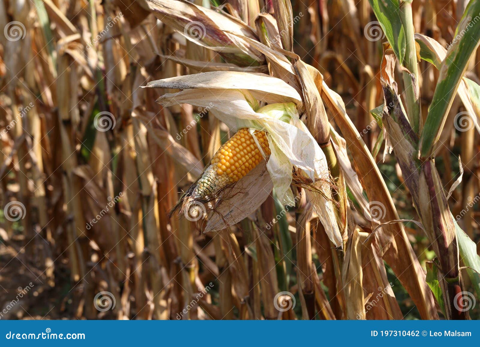 Closeup Corn on the Stalk in the Corn Field Stock Photo - Image of ripe ...
