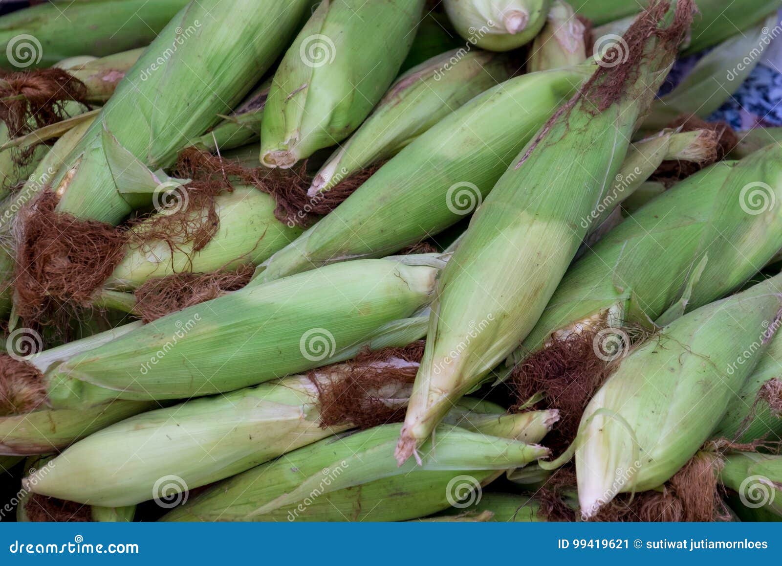 Closeup Corn On Closeup Corn On The Stalk In The Corn Field, , Organic ...