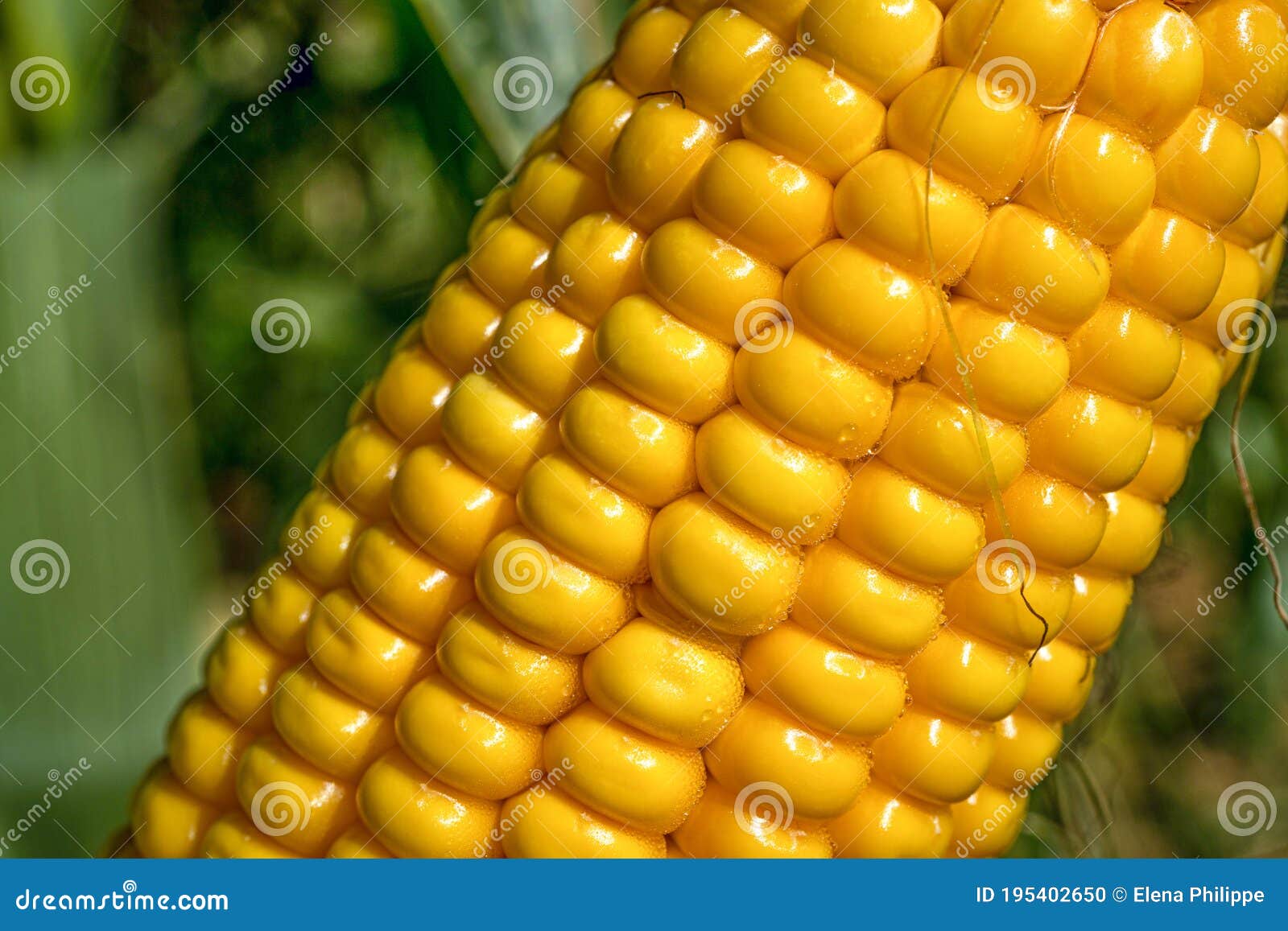 Closeup Corn on the Stalk in the Corn Field. Fresh Corn on Cobs Stock ...
