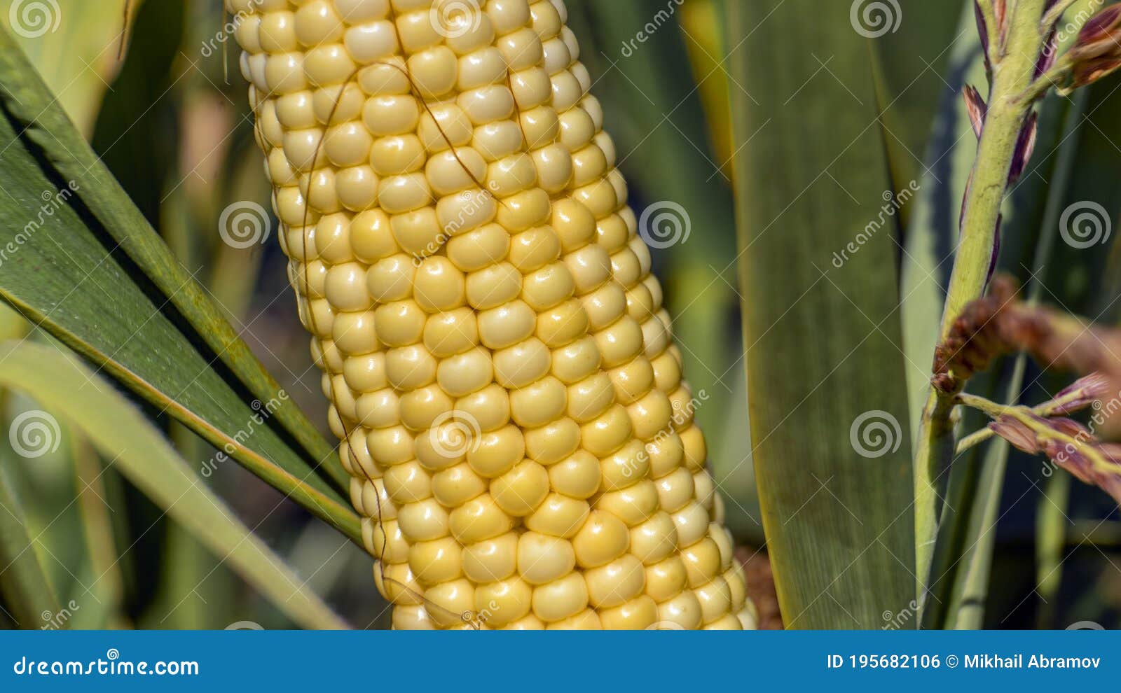 Closeup Corn On The Stalk In The Corn Field Stock Photography ...