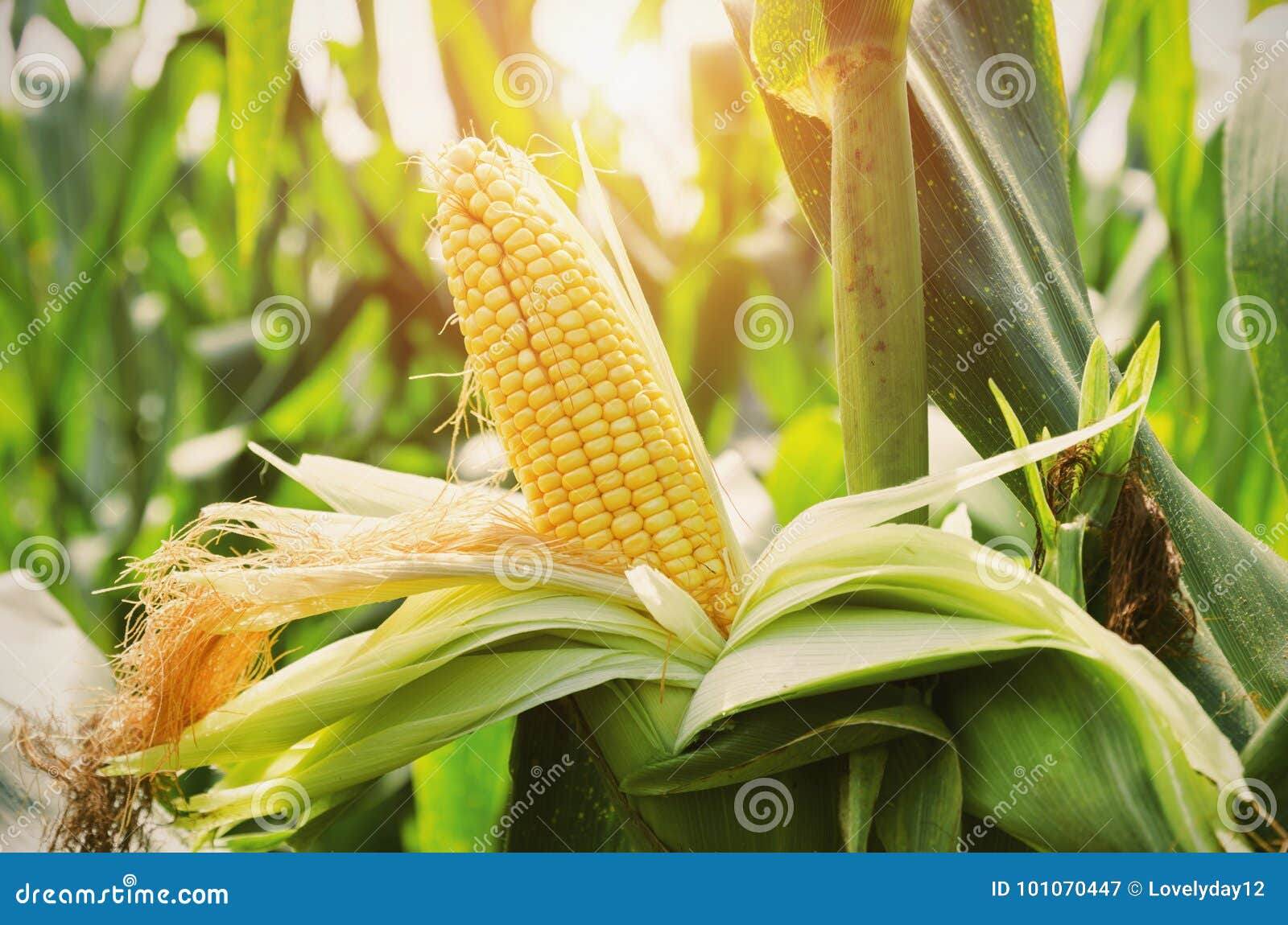 Closeup Corn on Stalk in Field with Sunset Stock Image - Image of ...