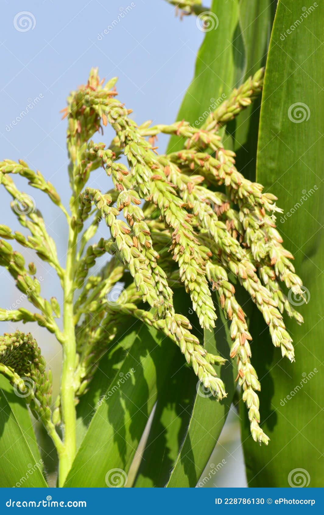 Closeup of a Corn Tassel and Corn Tree Stock Photo - Image of male ...