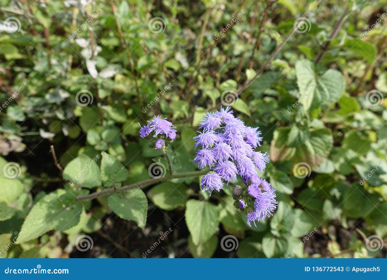 Closeup of Corymb of Light Violet Flowers of Ageratum Stock Image ...