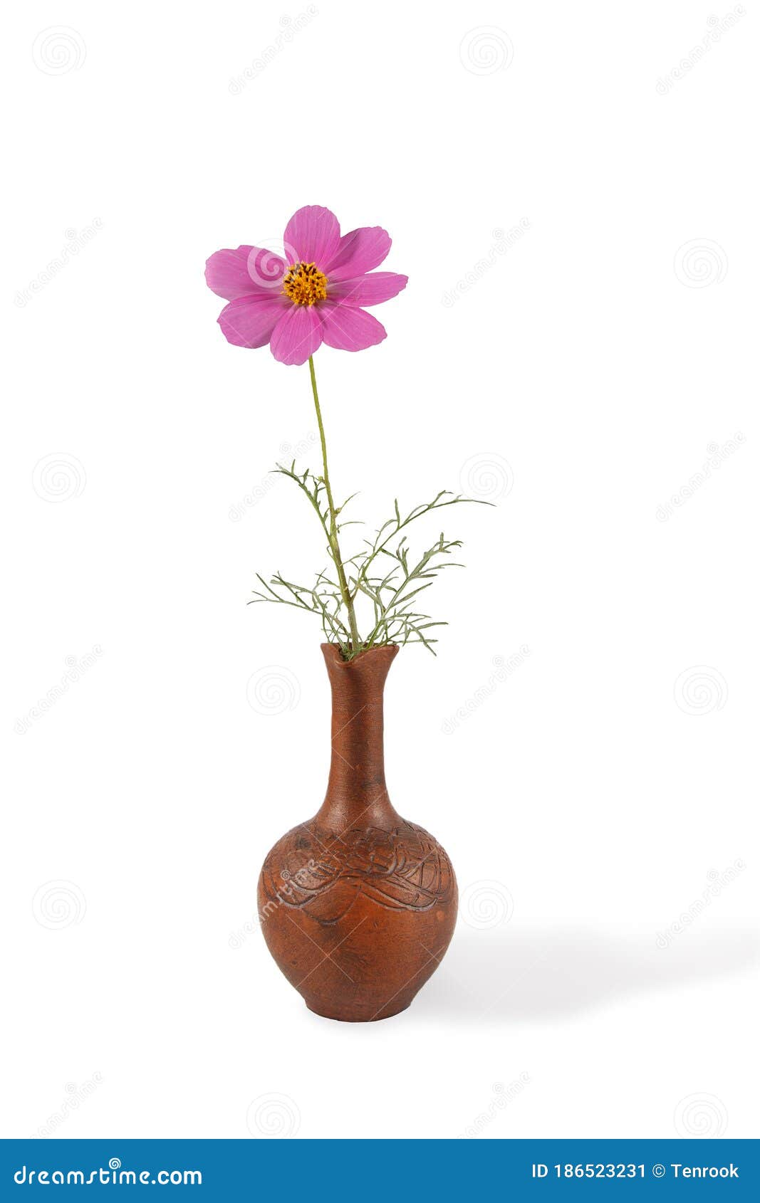 Closeup of Cosmos Flower in the Clay Pitcher Stock Image - Image of ...