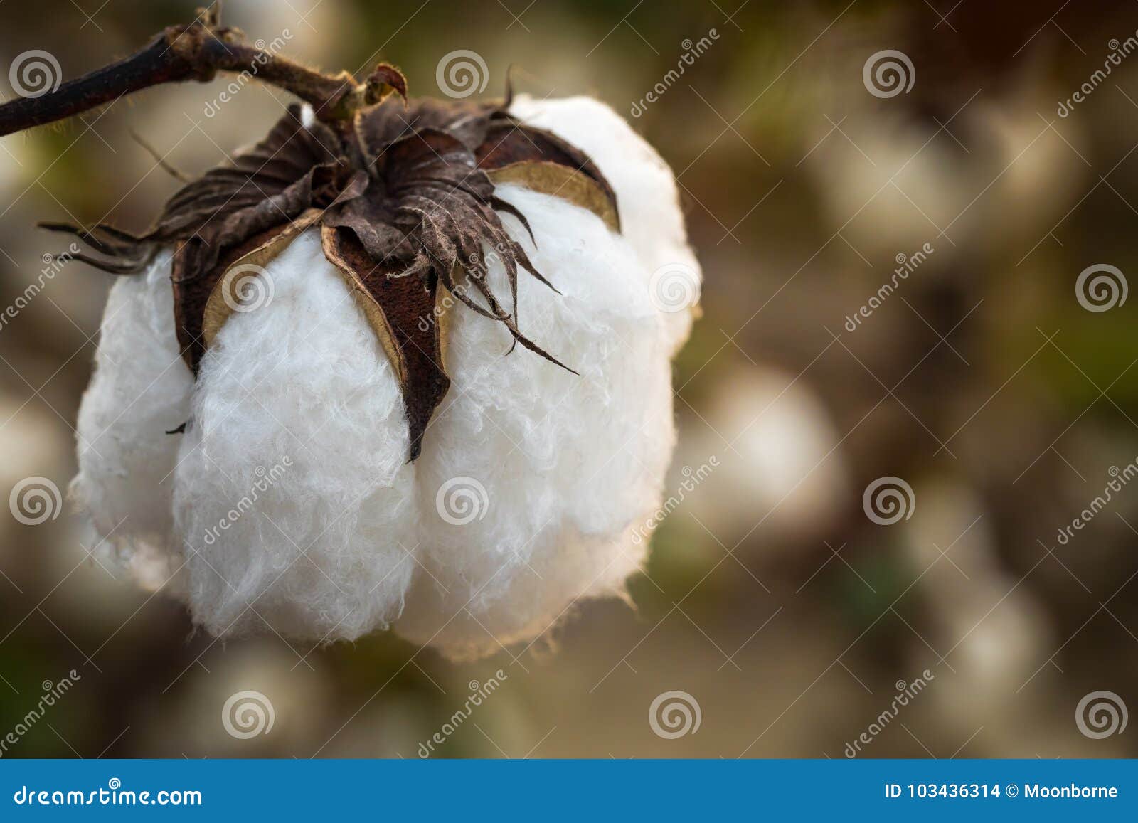 Cotton ball stock photo. Image of agriculture, outdoors - 103436314