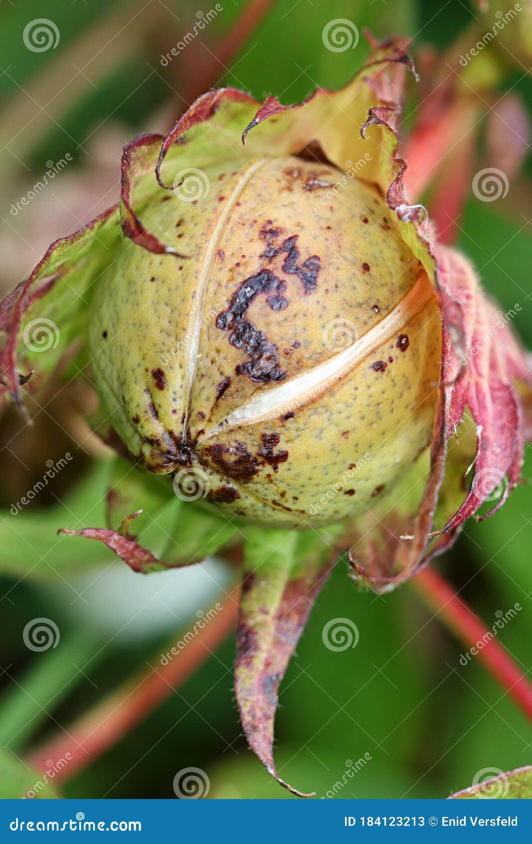 Closeup of a Cotton Flower Capsule in the Process of Opening Stock ...