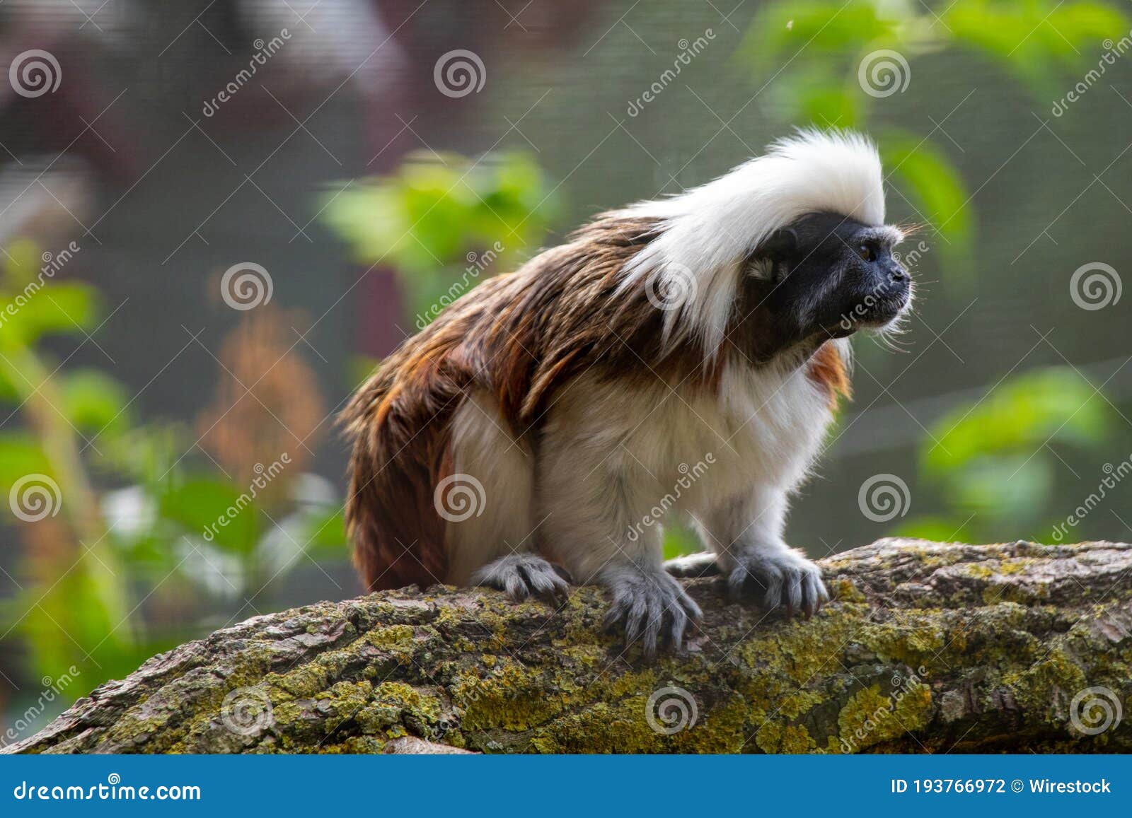 Closeup of a Cotton-Top Tamarin Monkey on a Tree Branch in a Zoo Stock ...