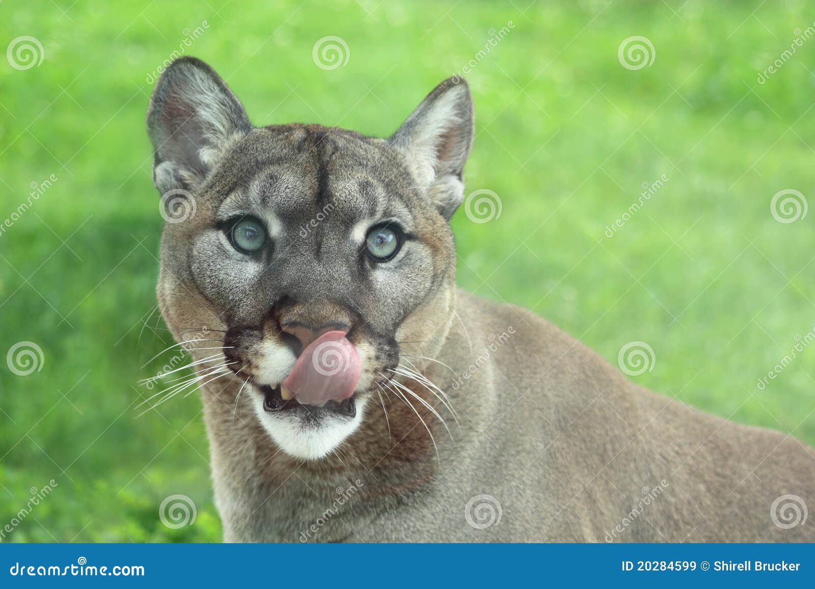 Closeup of Cougar in the Grass Stock Image - Image of lion, hungry ...