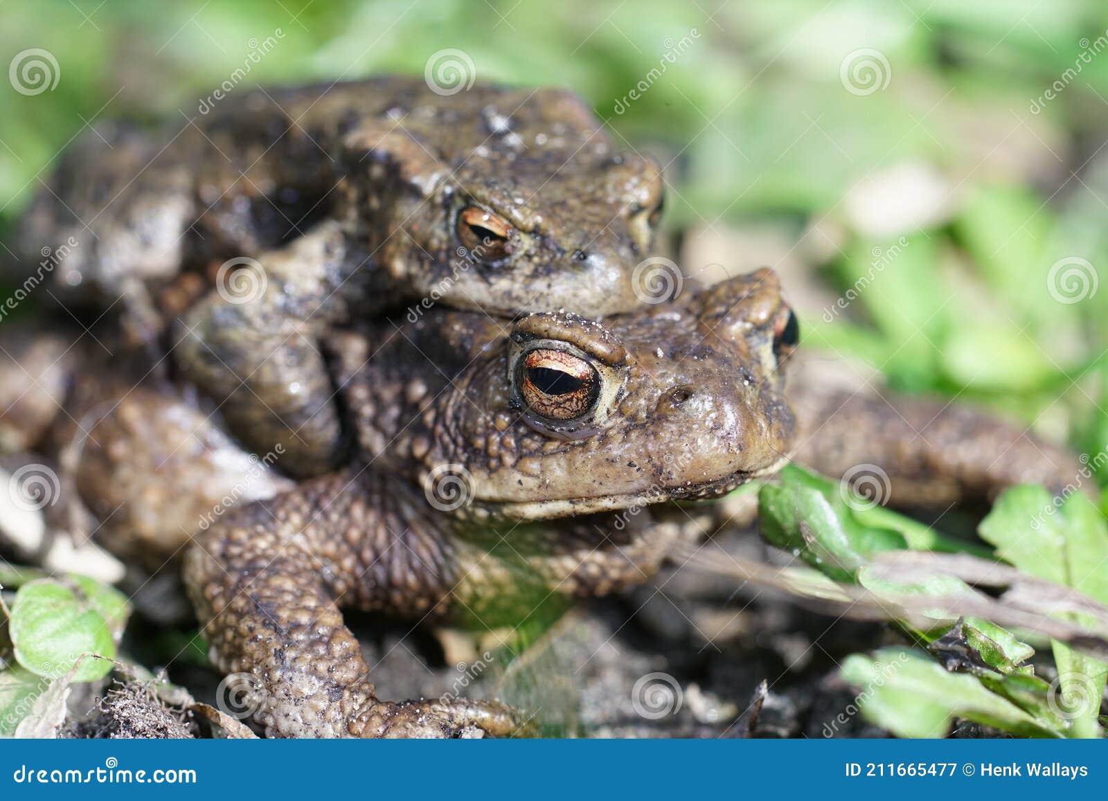 Closeup of a Couple of European Common Toads , Bufo Bufo , in am Stock ...