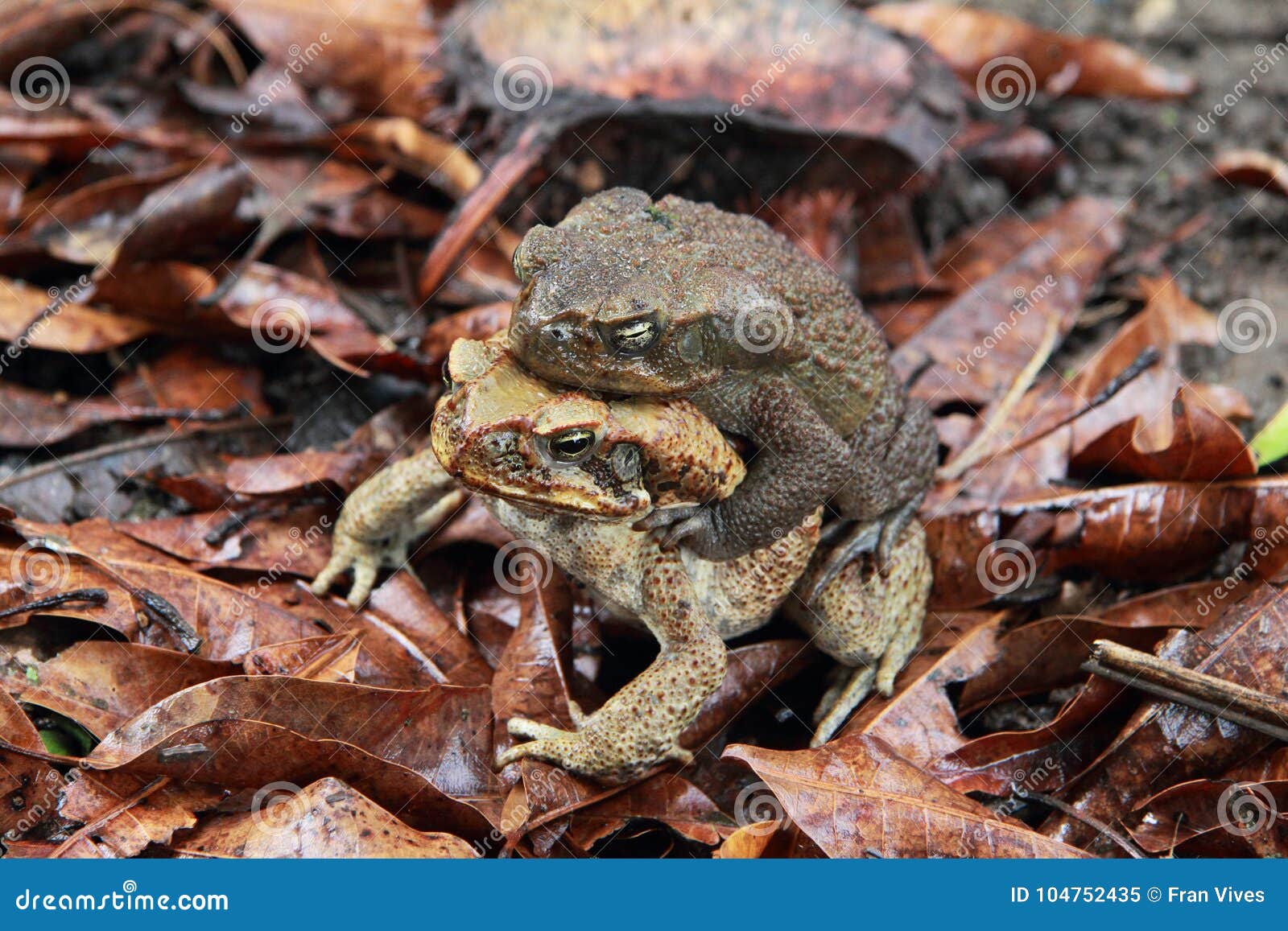 Mating Toads Over the Leaves Stock Image - Image of background, season ...