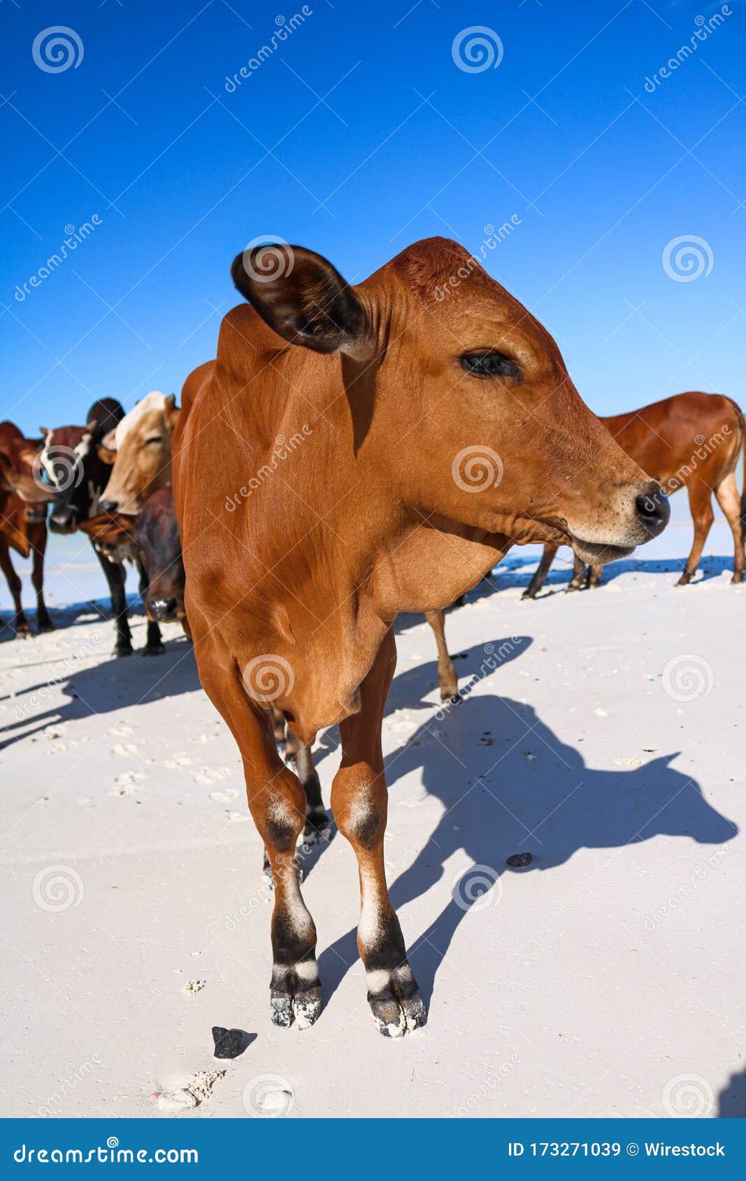 Closeup of a Cow in a Beach Surrounded by the Sea Under the Sunlight ...