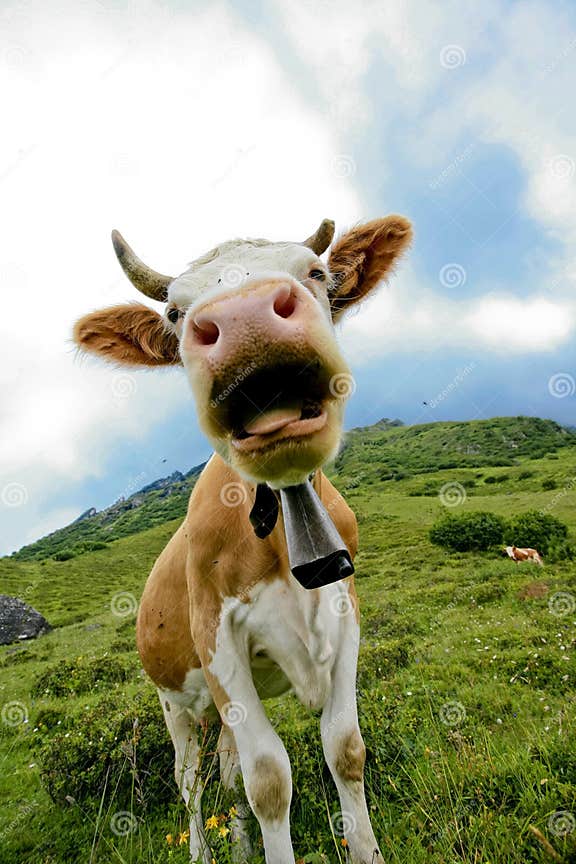 Closeup of cow with bell stock image. Image of heifer - 6371225