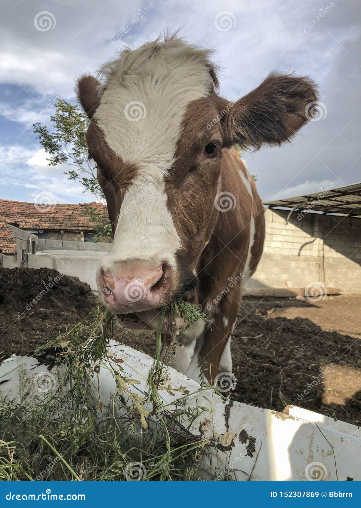 Closeup of a Cow Feeding Plant Stock Image - Image of agriculture ...